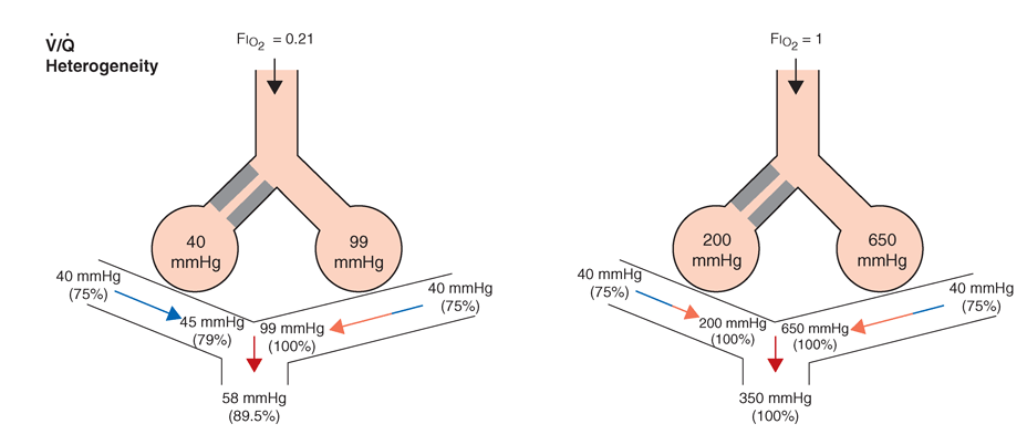 Disturbances of Respiratory Functions - NEWNMCLE